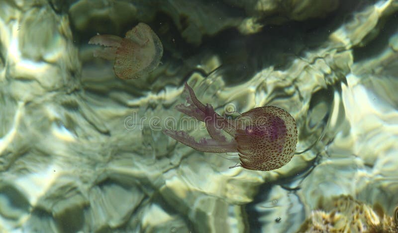 Jelly fish stock image. Image of deep, burn, fishing - 24696673