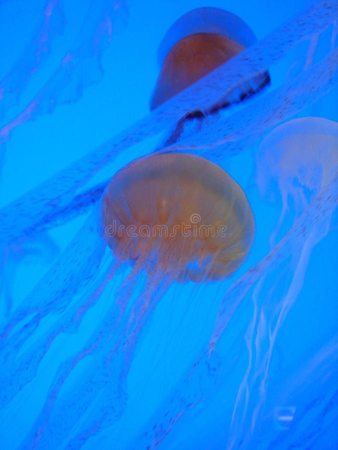 Jelly fish stock image. Image of jelly, sting, snorkel - 3735803