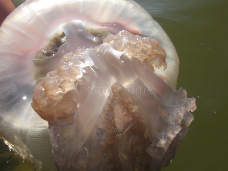 Jelly-fish Picture. Image: 4269129