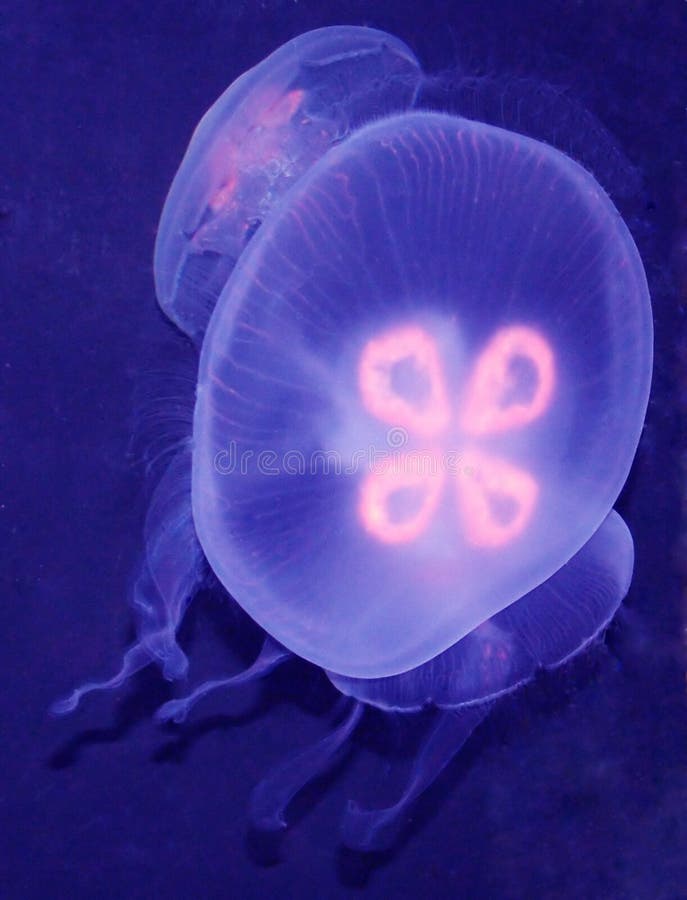 Jelly Fish stock photo. Image of jelly, aquarium, aquatic - 54882