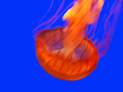 Swimming Red Jelly Fish Stock Illustrations – 392 Swimming Red Jelly ...