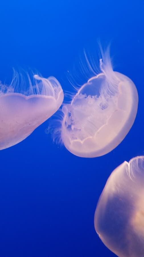 Jelly Fish stock image. Image of fish, jelly, dancing - 381051605