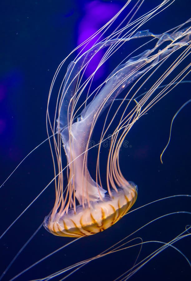 Jelly fish float in water stock image. Image of neon - 326985949