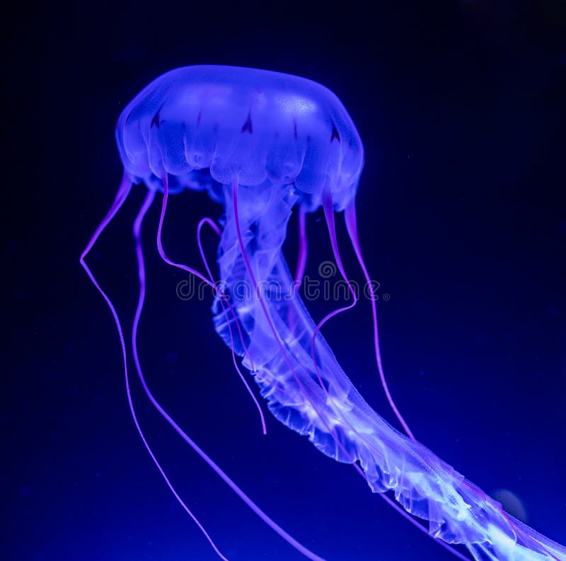 Jelly fish float in water stock photo. Image of diving - 376874754