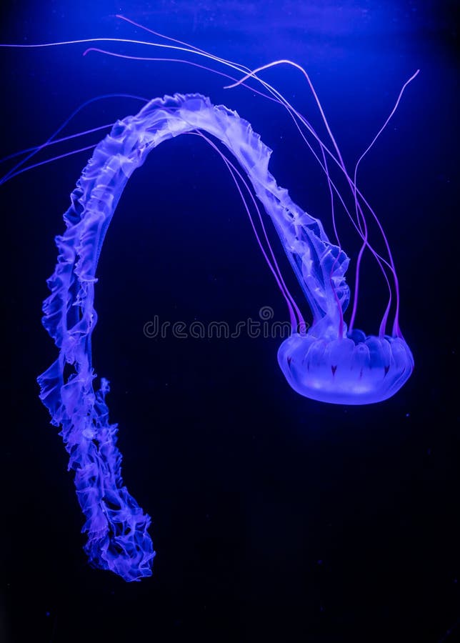 Jelly fish float in water stock image. Image of jellyfish - 376874767