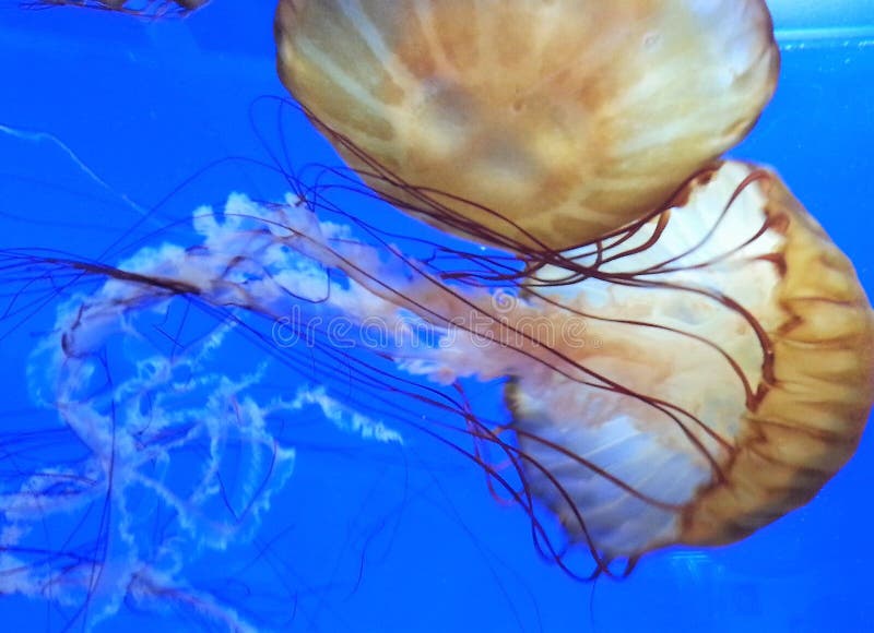 Frilly Fish Stock Photos - Free & Royalty-Free Stock Photos from Dreamstime