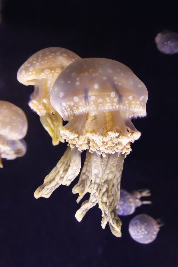 Jelly Fish stock photo. Image of animal, poison, black - 40122332