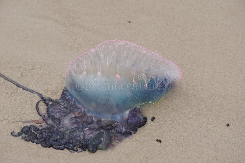 Jelly fish. stock image. Image of jelly, nature, outdoors - 54520809