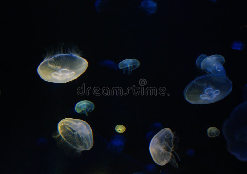 Jelly Fish s stock image. Image of animals, aquatic, animal - 6888281