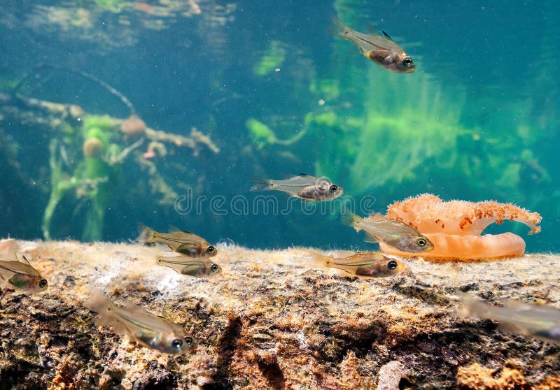 Jelly Fish with Small Fishes Stock Photo - Image of wildlife, reef ...