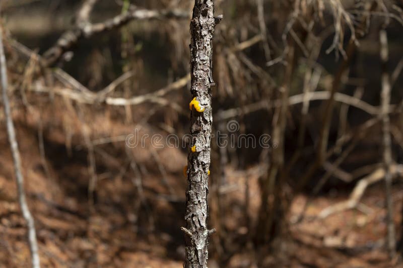 Jelly Fungus on a Tree stock photo. Image of biological - 213900842