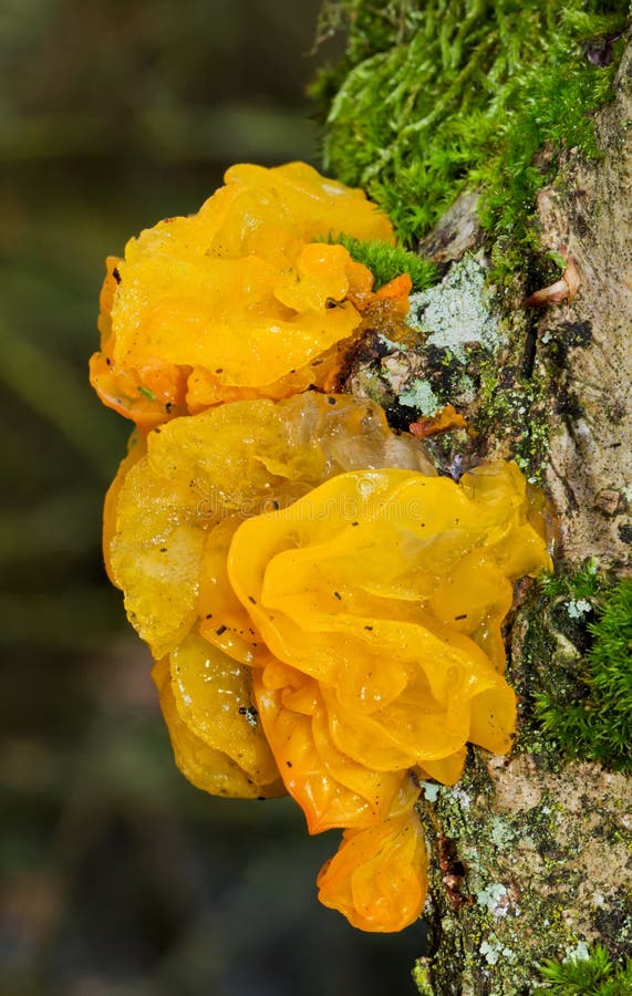 Yellow Brain Fungus stock image. Image of yellow, fungus - 22517727