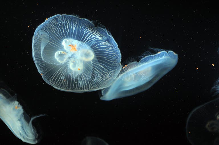 682 Luminous Jellyfish Floating Underwater Stock Photos - Free ...