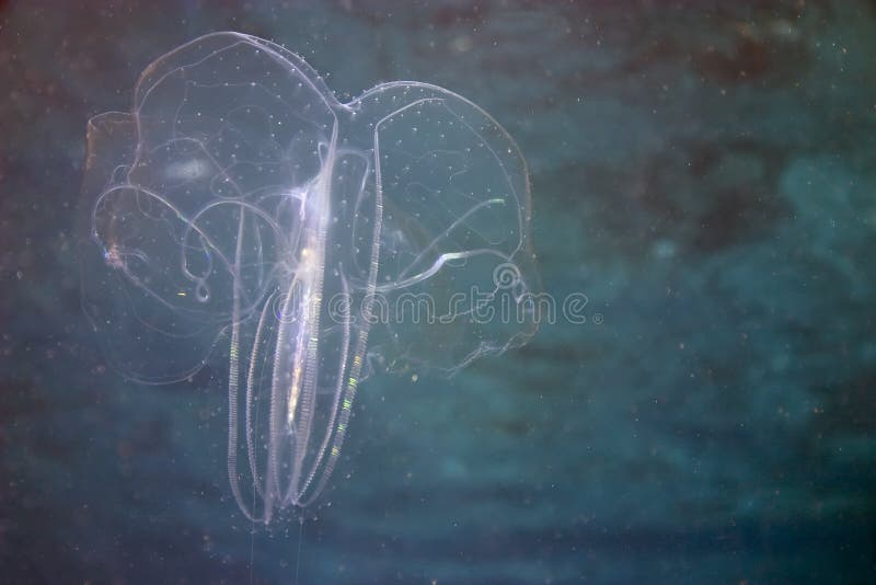 Jellyfish stock photo. Image of soft, hard, underwater - 10710294