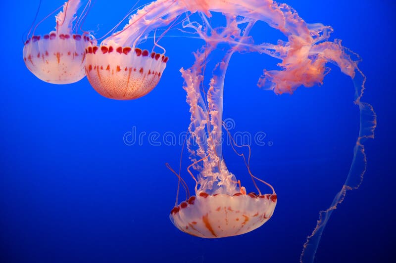 Two jellyfish stock photo. Image of underwater, beauty - 8478148