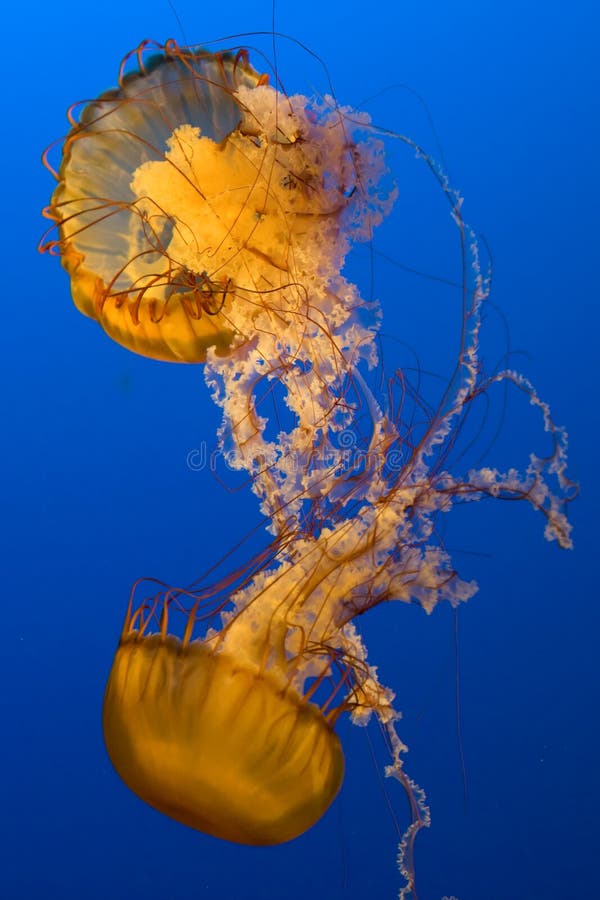 Collection of Exotic Jellyfish Photos - Dreamstime ID:17166