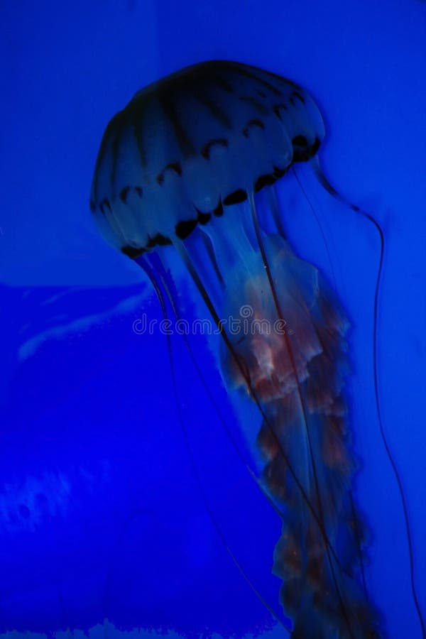 Jellyfish stock photo. Image of ocean, jellyfish, movement - 19870094