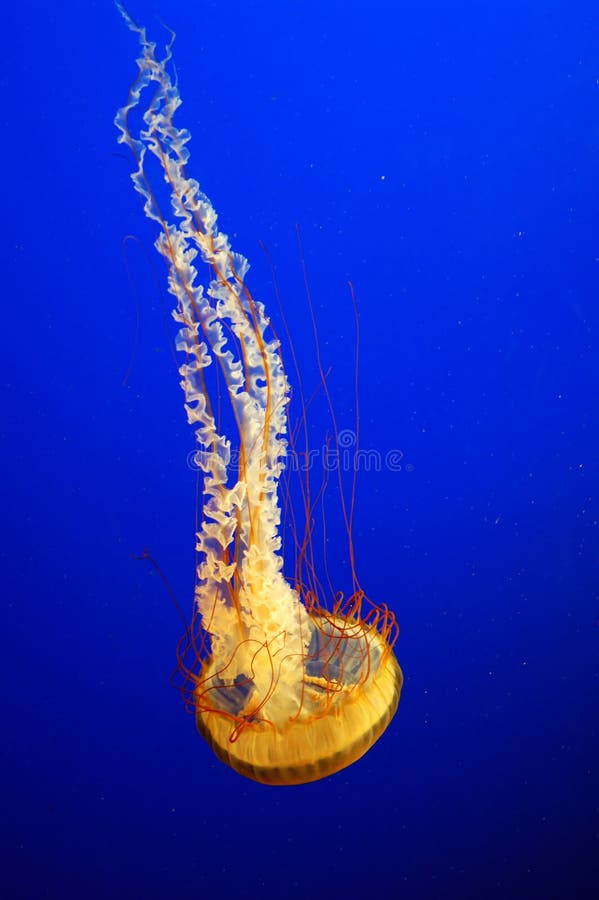 Two jellyfish stock photo. Image of underwater, beauty - 8478148