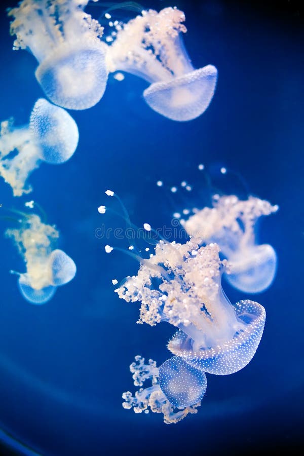 Jellyfish stock photo. Image of flow, invertebrate, group - 21655138
