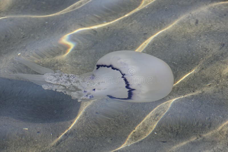 Jellyfish stock photo. Image of jellyfish, texture, beautiful - 21699226