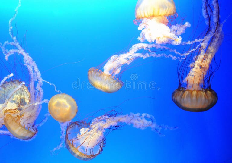 341 Blue Pretty Jellyfish Stock Photos - Free & Royalty-Free Stock ...
