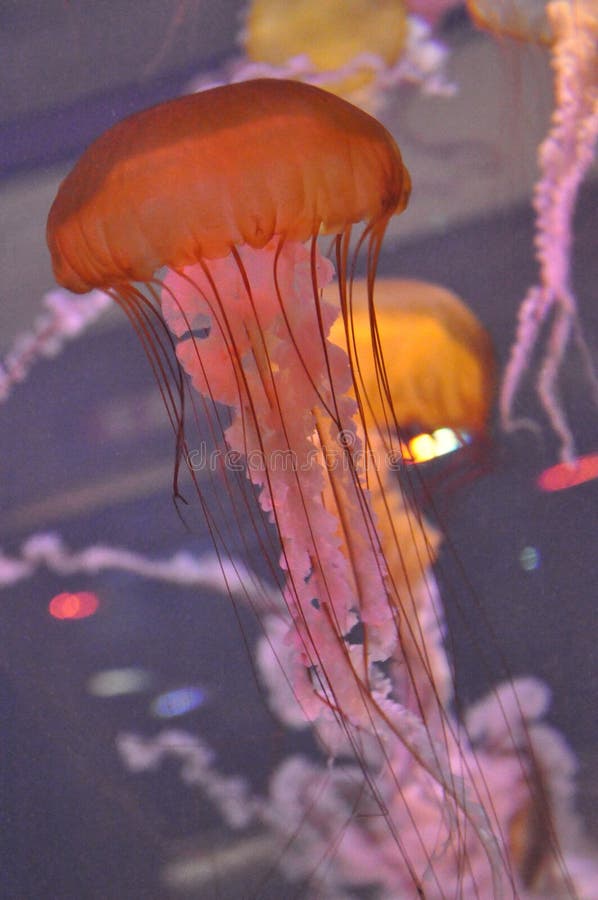 Jellyfish stock image. Image of life, jellyfishes, ocean - 24076789