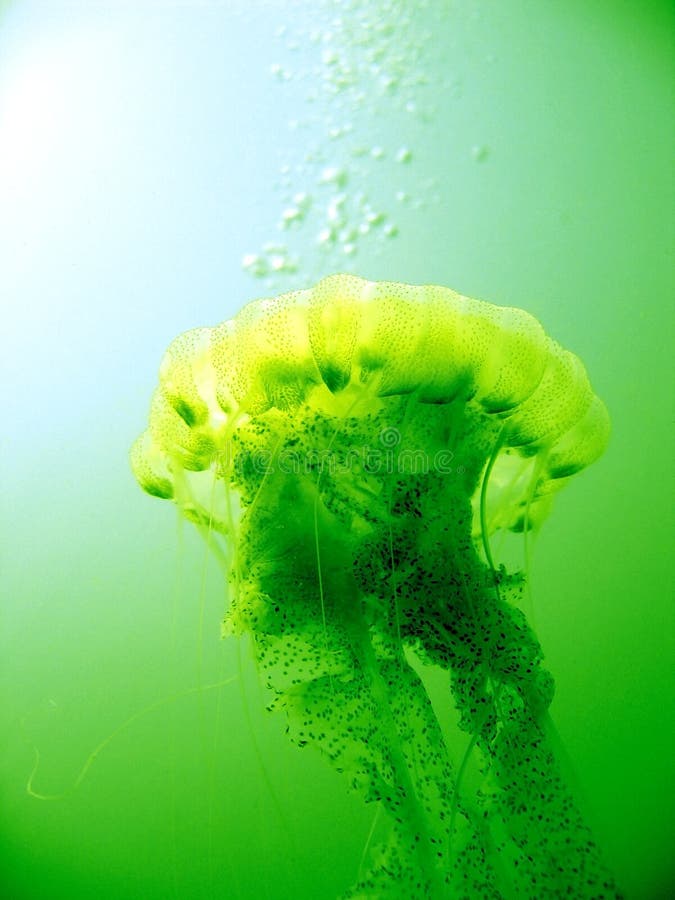 Jellyfish stock photo. Image of hover, green, jellyfish - 251326