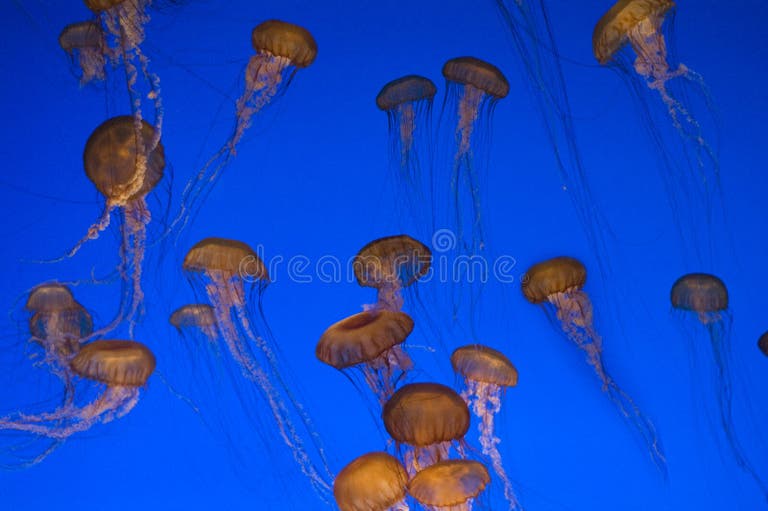 Jellyfish stock photo. Image of scyphozoa, cnidaria, fish - 2764176