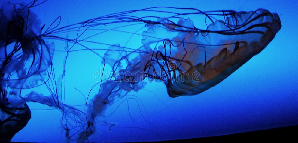 Jellyfish stock photo. Image of colorful, fish, transparent - 3702702