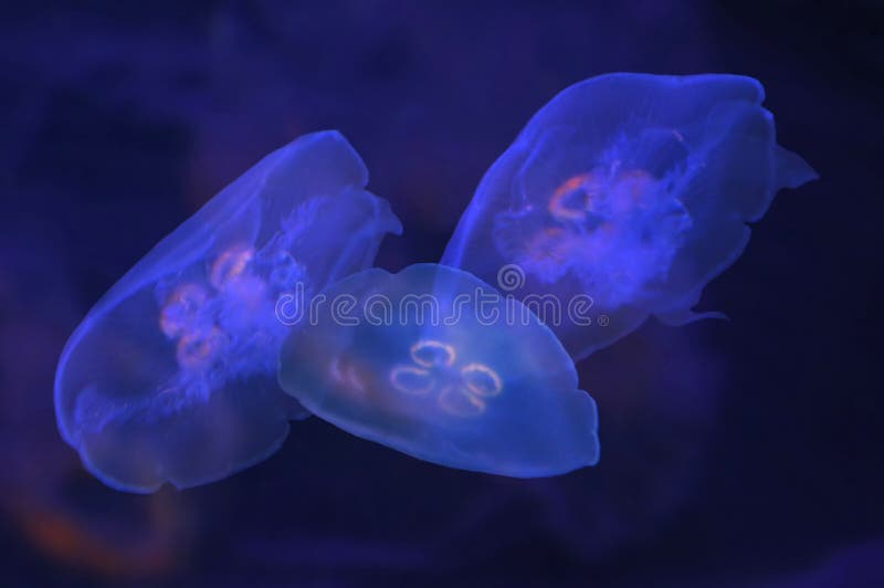 Collection of Exotic Jellyfish Photos - Dreamstime ID:17166