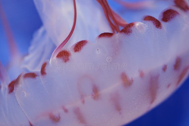 Jellyfish stock image. Image of aquatic, blue, slimy, organism - 5258085
