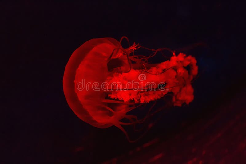 Red Blue Striped Jellyfish stock photo. Image of reef - 51302378