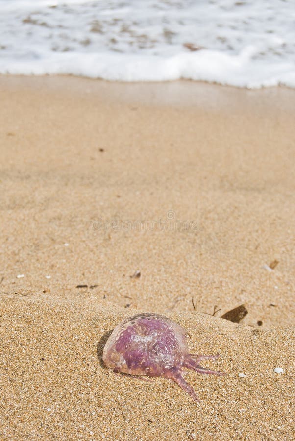 Jellyfish on the beach stock image. Image of animal, marine - 19390123
