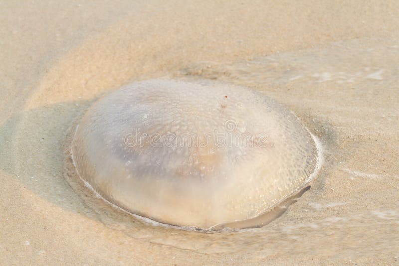 Jellyfish on the Beach stock photo. Image of detail, travel - 57692380