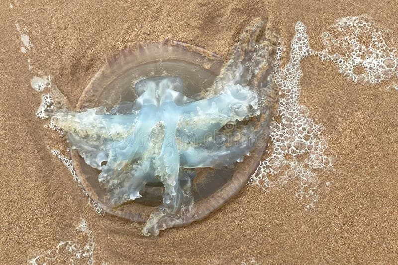 Jellyfish on the Beach with Sea Wave. Top View. Stock Image - Image of ...