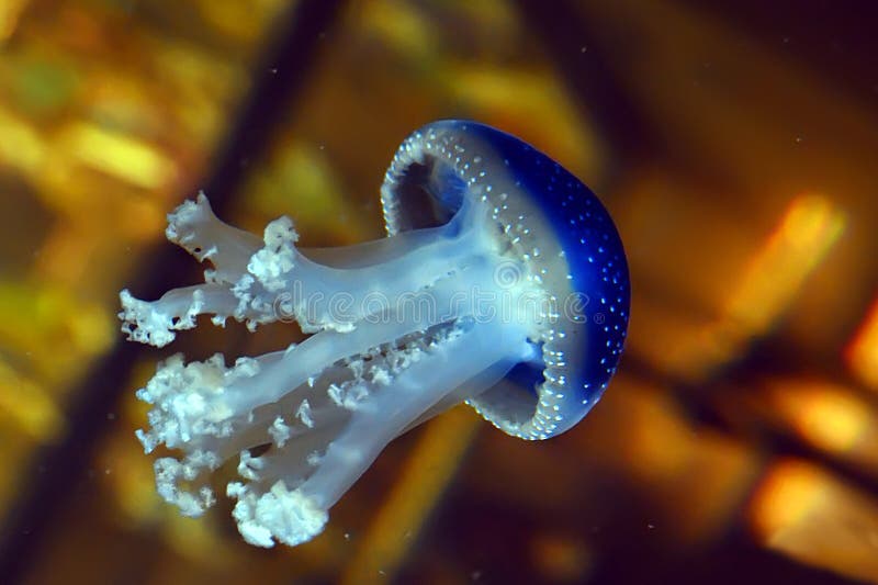 Mushroom Jellyfish stock image. Image of ashore, rhopilema - 23482705