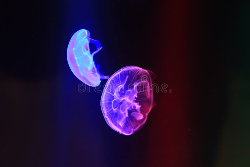 Colorful paper lanterns stock photo. Image of decoration - 5580334