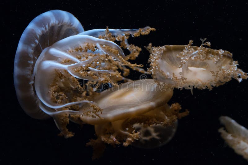 The Big Jellyfish on the Black Sea Shore on a Summer Day, Ukraine ...