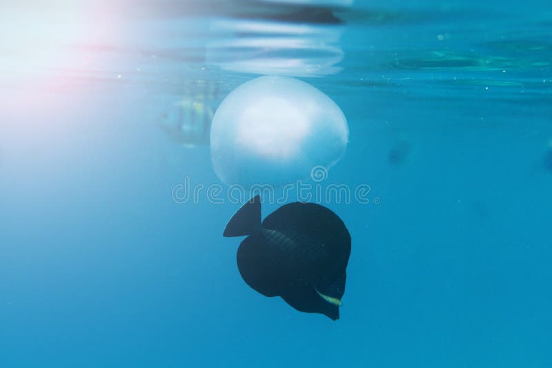 Jellyfish and Black Fish Float To the Surface Stock Photo - Image of ...