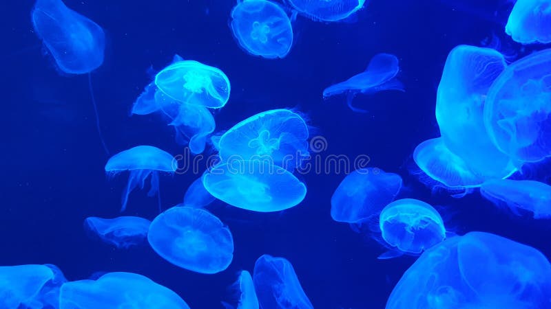 Jellyfish Blue Neon Light stock image. Image of attractive - 200252111