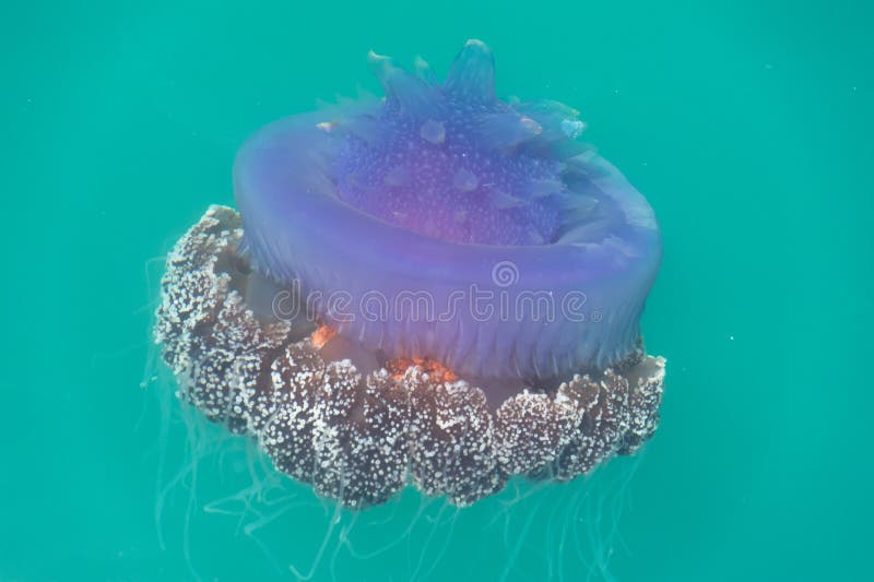 Jellyfish Cephea Cephea at the Surface of the Water of the Pacific ...