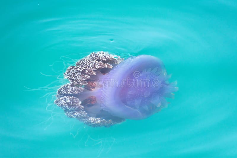 Jellyfish Cephea Cephea at the Surface of the Water of the Pacific ...