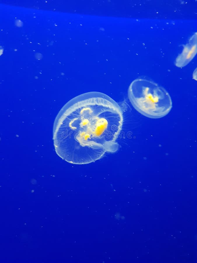 JellyFish stock image. Image of jellyfish, clear, water - 121478461