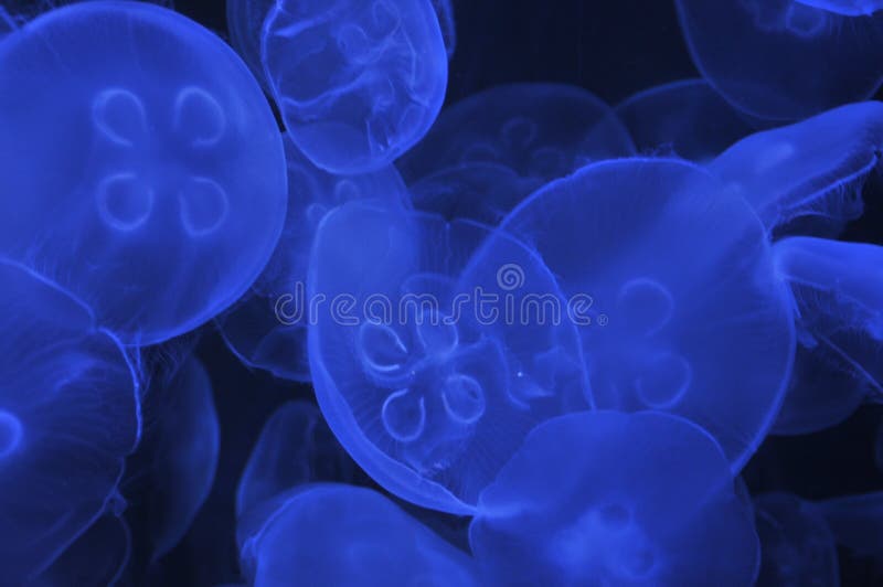 Jellyfish 4 stock image. Image of cluster, close, floating - 56864205