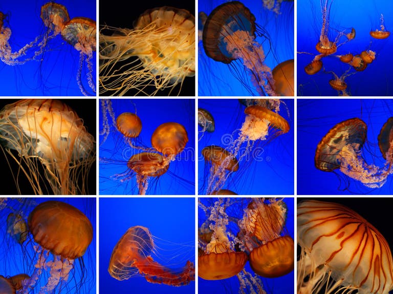 275 Invertebrate Collage Stock Photos - Free & Royalty-Free Stock ...