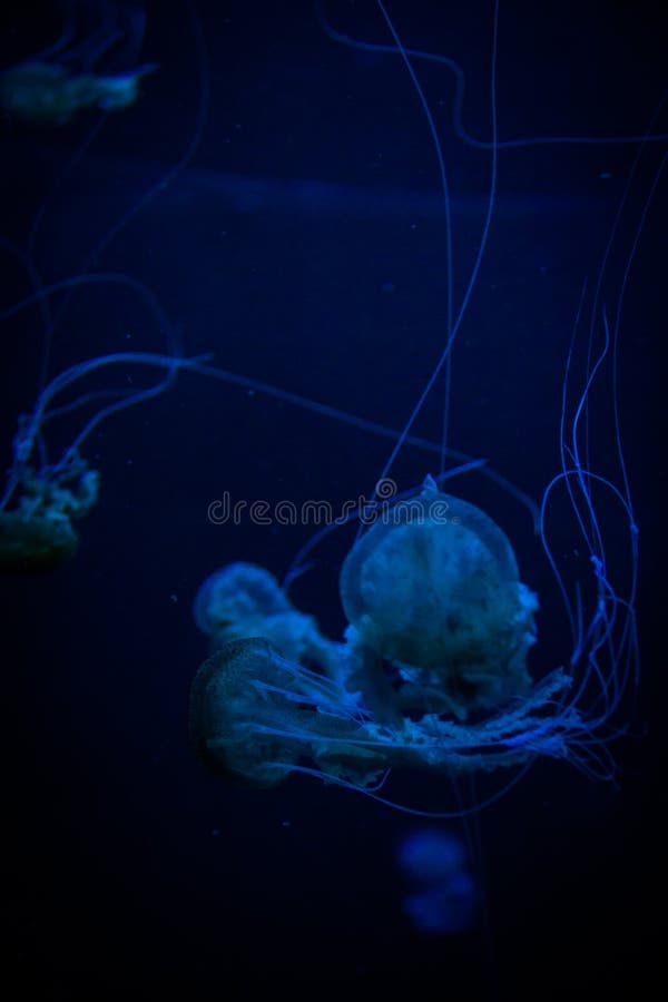 Jellyfish stock photo. Image of glowing, aquatic, creature - 70229328