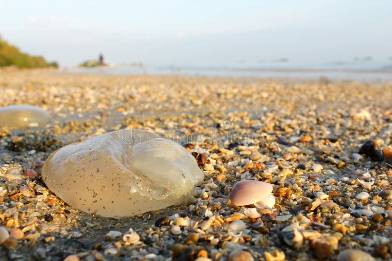 Jellyfish stock photo. Image of insect, jellyfish, dead - 74919700