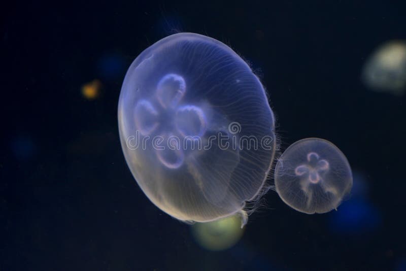 Jellyfish into deep waters stock image. Image of deep - 26063313