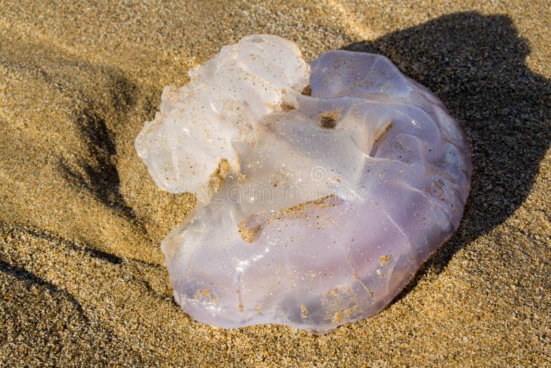 Jellyfish in the beach. stock image. Image of geology - 105186307