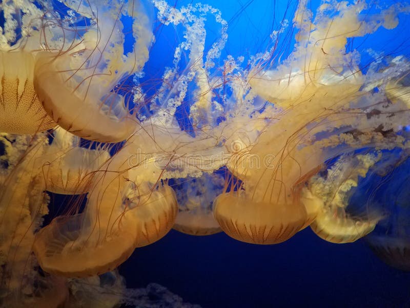 Group of Jellyfish stock image. Image of underwater, seawater - 14898637